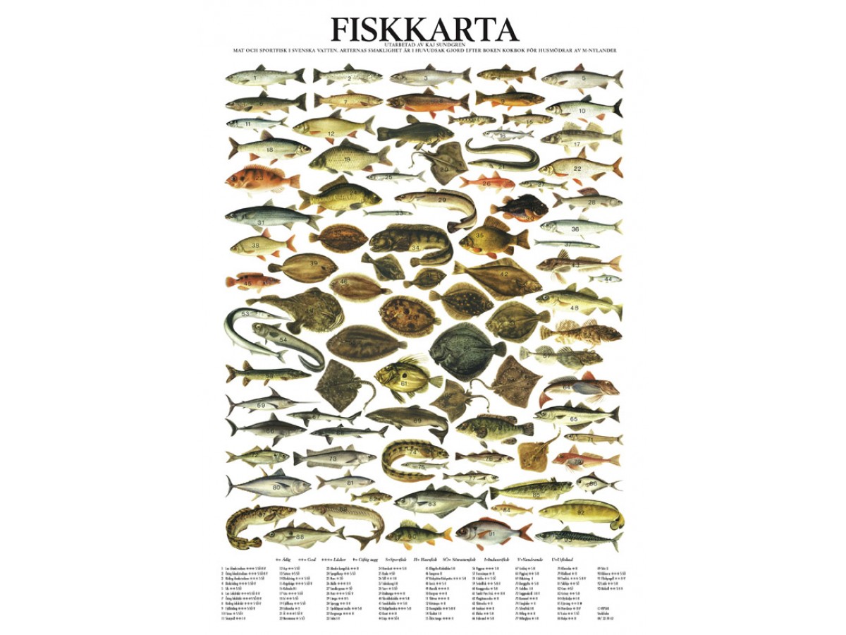 Köp Vykort Fiskar med snabb leverans - Kartbutiken.se
