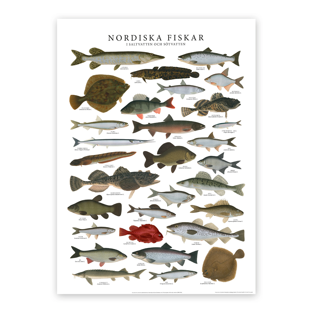 Köp Poster Nordiska Fiskar 50x70cm med snabb leverans - Kartbutiken.se