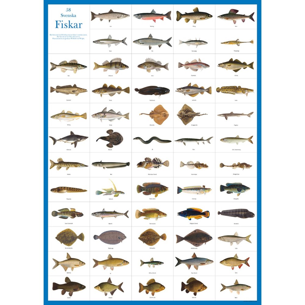 Köp Svenska fiskar affisch med snabb leverans - Kartbutiken.se